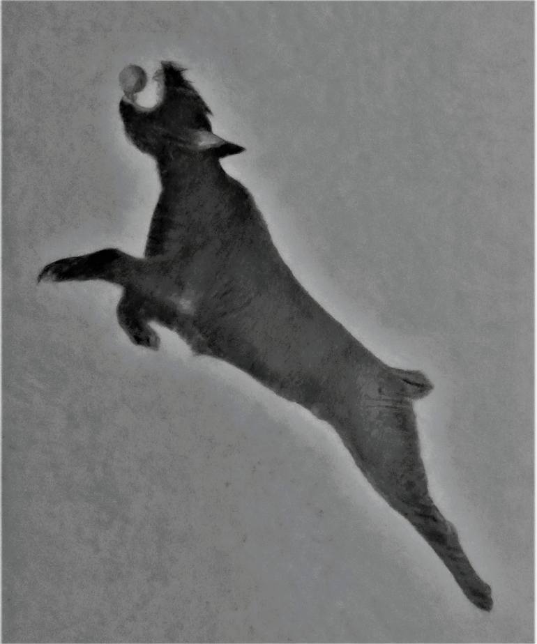Moment in Time-Animal Human Coincidence Drawing by William Fontana Sr ...