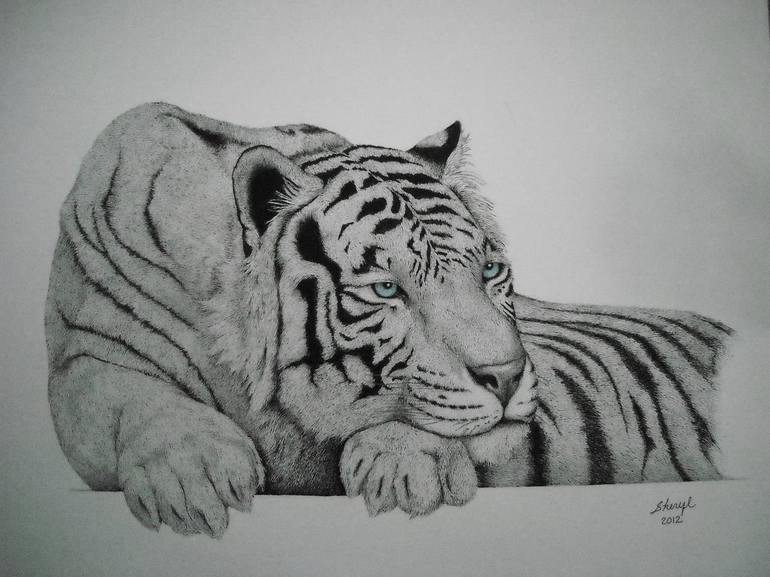 white tiger Drawing by Sheryl Blackie | Saatchi Art