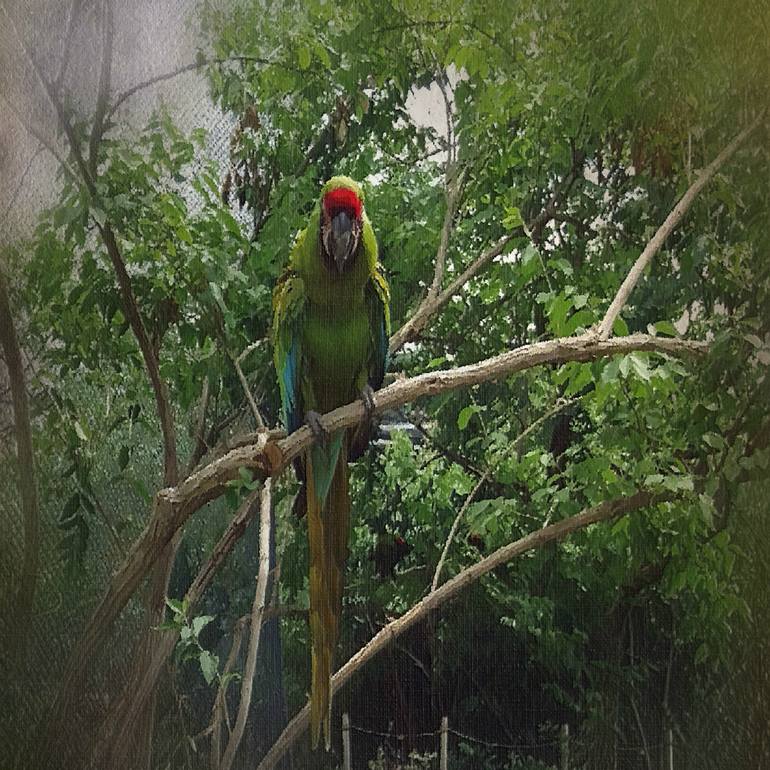 Mr. Macaw Painting by Megan Yoon | Saatchi Art