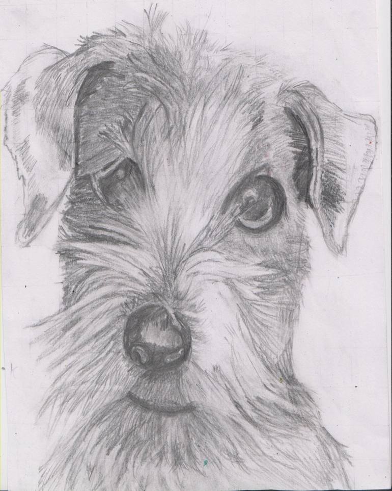 alfie the terrier Drawing by Paula Bettam | Saatchi Art