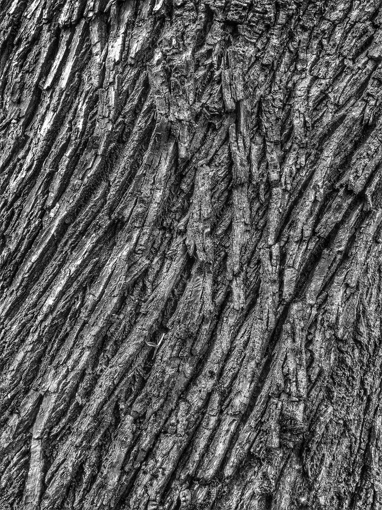 Lines of Bark Photography by Michael Eggers | Saatchi Art