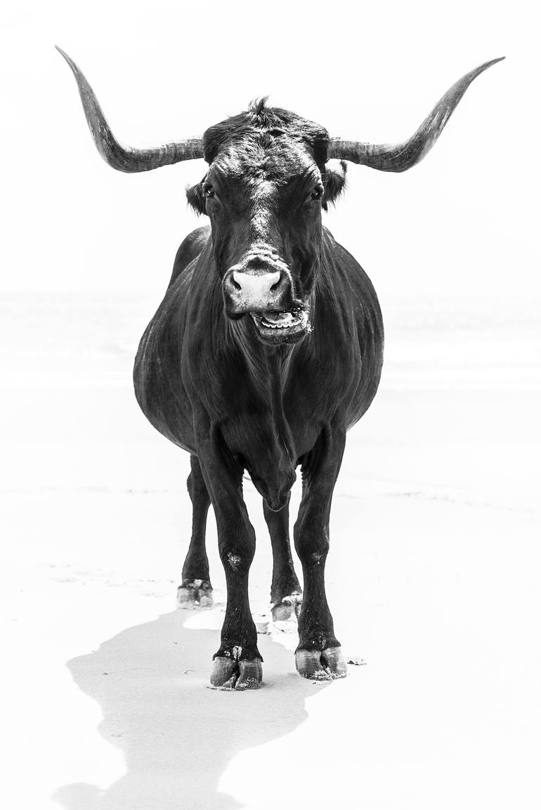 THE BULL - Limited Edition 2 of 20 Photography by ANDREW LEVER ...