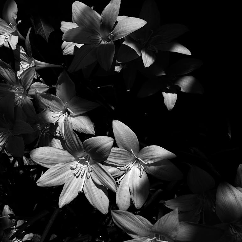 Sundancers - Limited Edition 2 of 5 Photography by Dev Banerjee ...