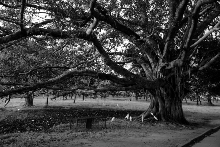 Jungle gym - Limited Edition 2 of 5 Photography by Dev Banerjee ...