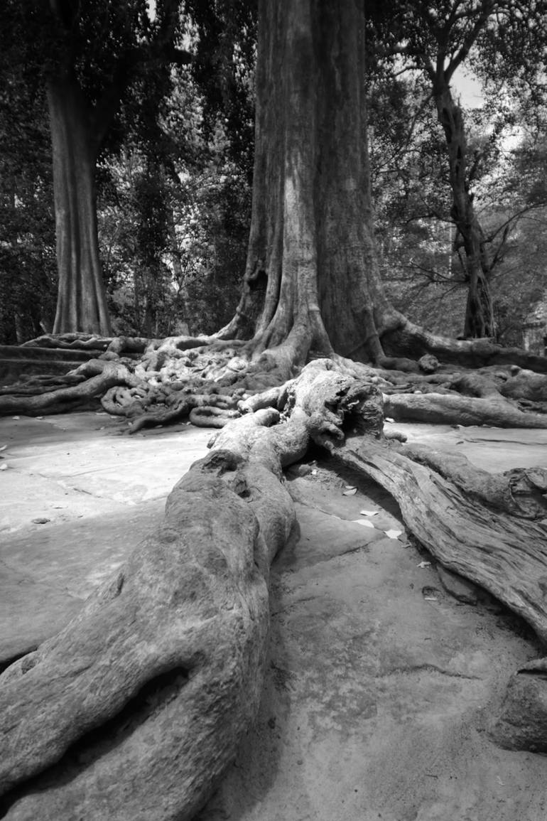 Lazy loco - Limited Edition 2 of 5 Photography by Dev Banerjee ...