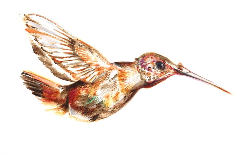 Chocolate Flying Hummingbird Painting by caroline towning | Saatchi Art