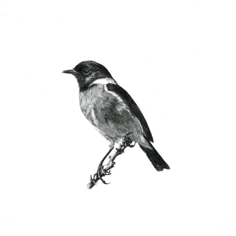 Garden Route Stonechat Drawing by Jane Pitchford | Saatchi Art