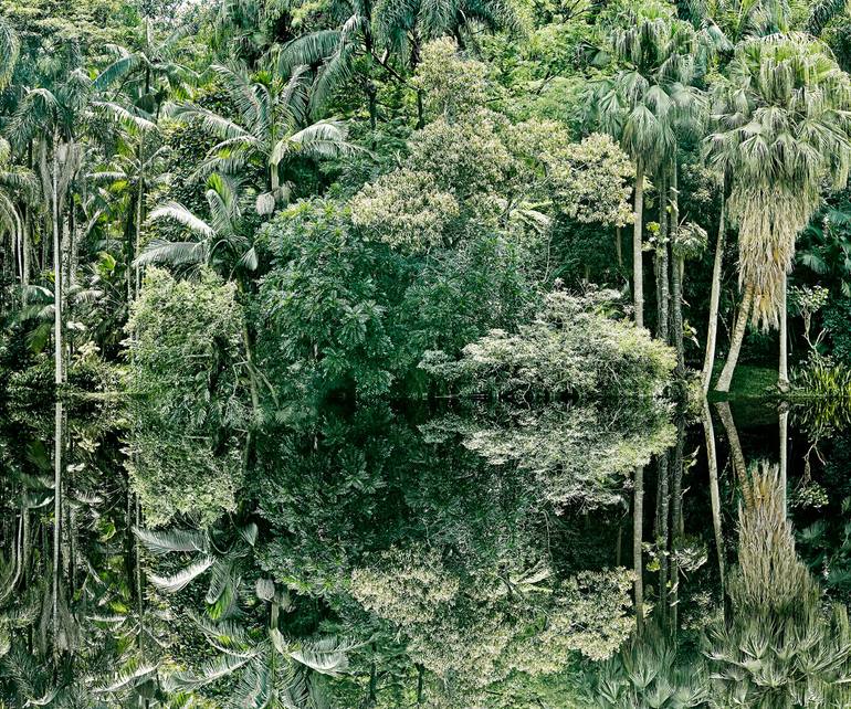 Save the Atlantic Forest #03 - Limited Edition of 15 Photography by ...