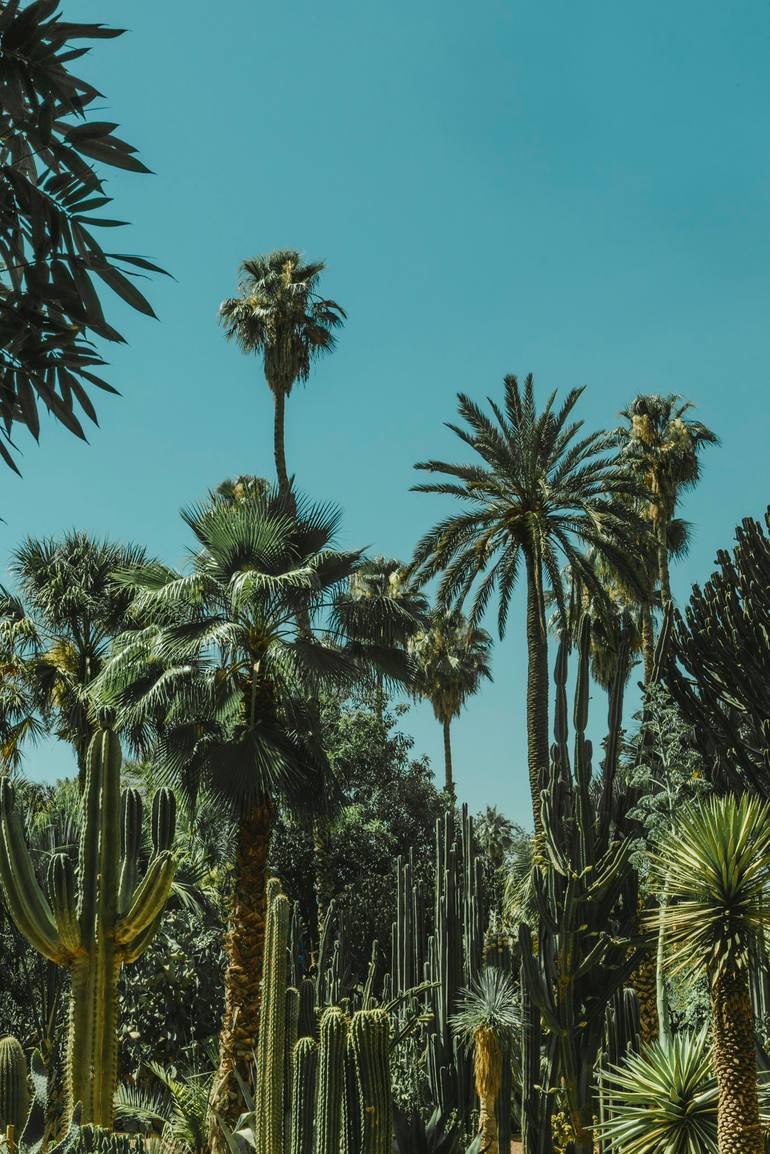 Tropical garden II Photography by Eszter Papp | Saatchi Art