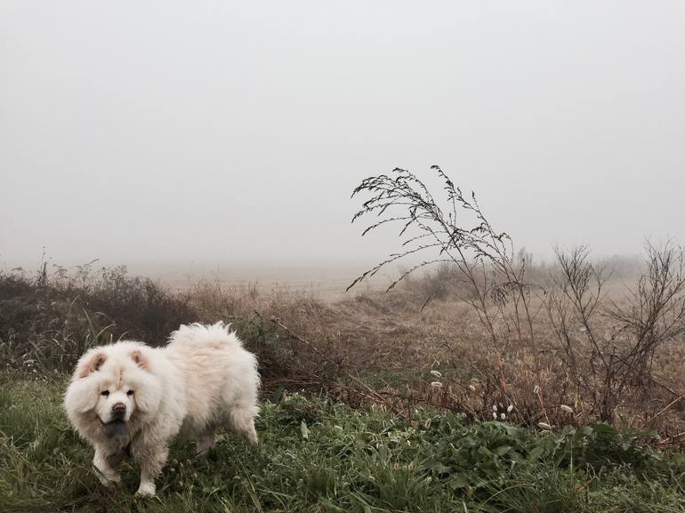 Aisha in the fog - Limited Edition 1 of 5 Photography by Giulia ...