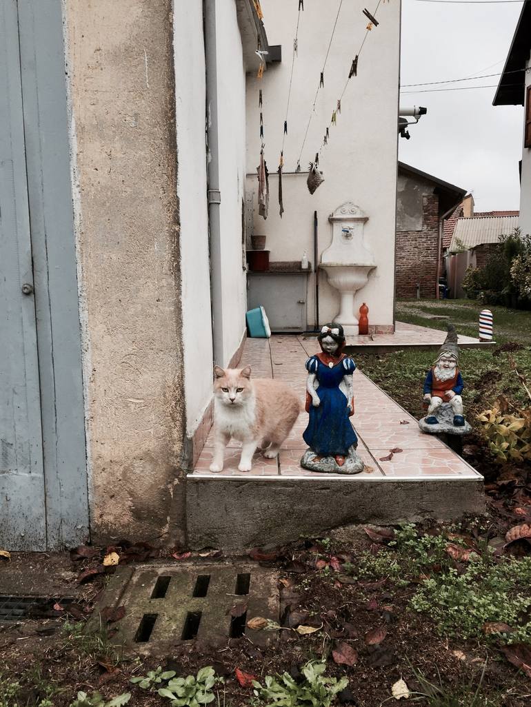 The orange cat of my neighbour - Limited Edition 1 of 5 Photography by ...