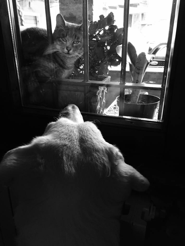 Thanks for the window - Limited Edition 1 of 5 Photography by Giulia ...