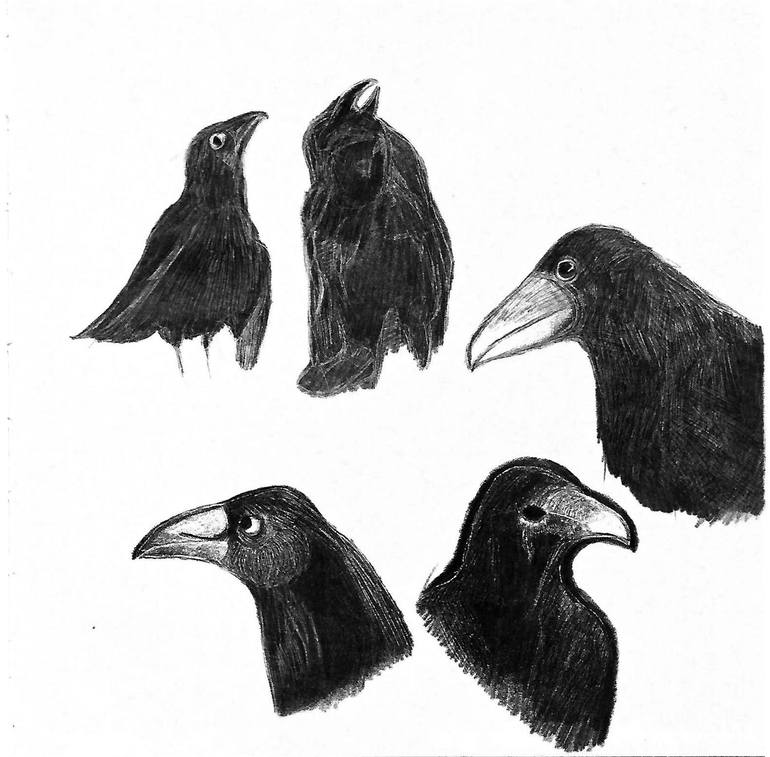 Crow Drawing by reza Kabirnia | Saatchi Art