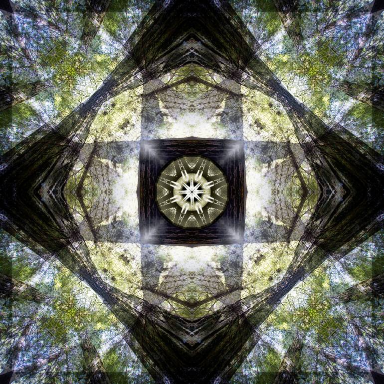 Humboldt Redwoods State Park: Chandler Grove - Limited Edition 1 of 50 ...