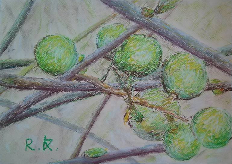 Ligustrum vulgare chlorocarpum Drawing by Robert Kupis | Saatchi Art