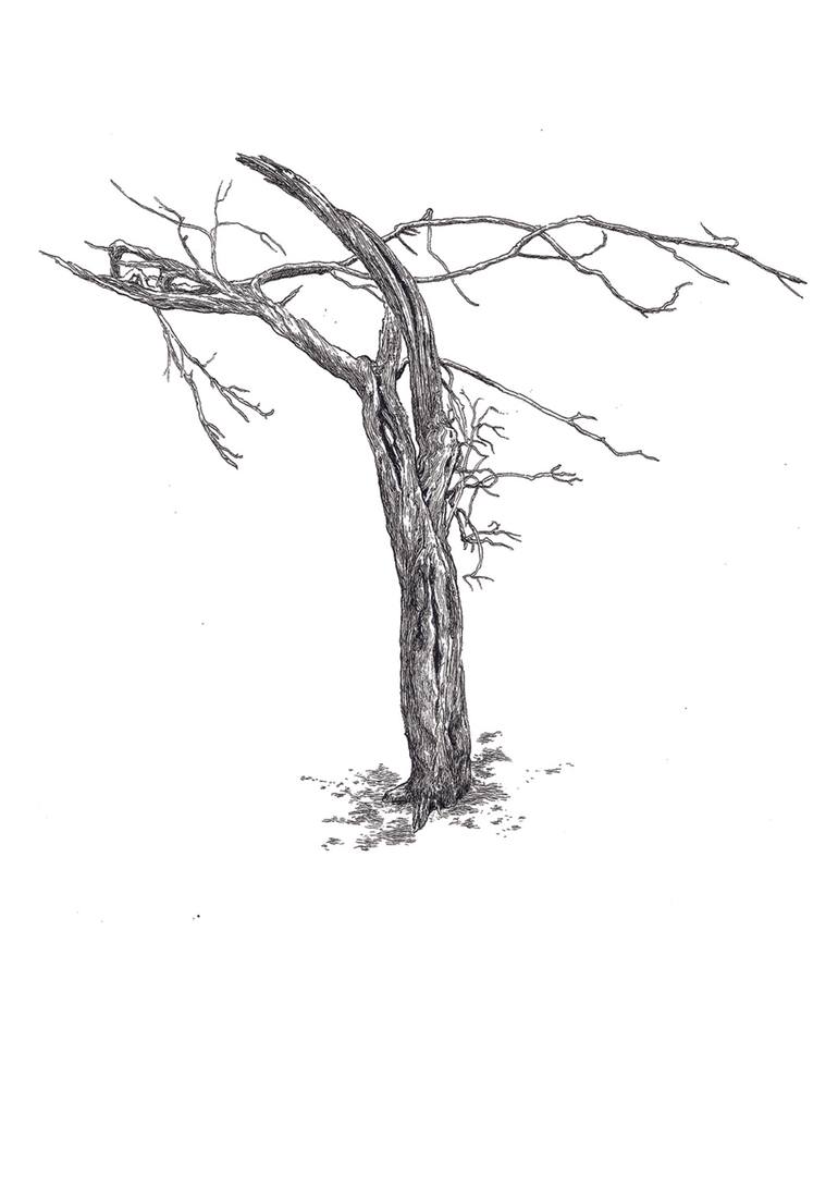 An old tree Drawing by b b | Saatchi Art