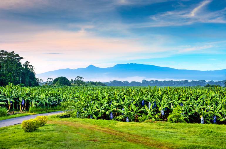 Banana Farm. Costa Rica - Limited Edition of 50 Photography by Anthony ...