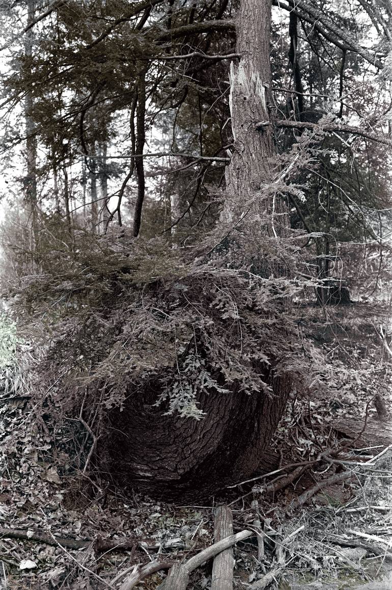 Bent Tree Photography by Chuck Levey | Saatchi Art