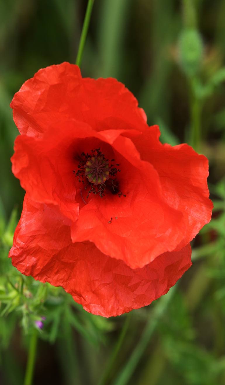 Field Poppy - Limited Edition 1 of 2 Photography by Christiaan ...