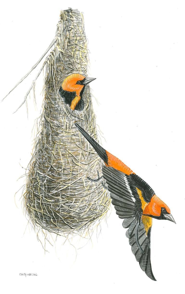 Altamira Orioles at nest Painting by Cin-Ty Lee | Saatchi Art