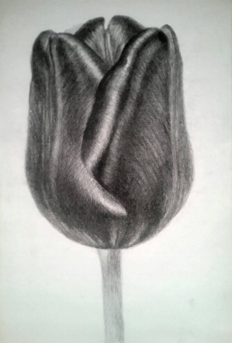 Black Tulip.Flower Drawing by Daniela Vasileva | Saatchi Art