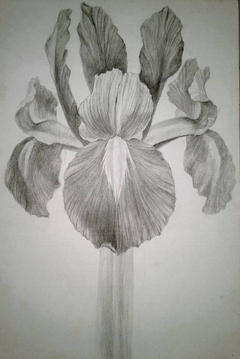 Iris 2 Drawing by Daniela Vasileva | Saatchi Art