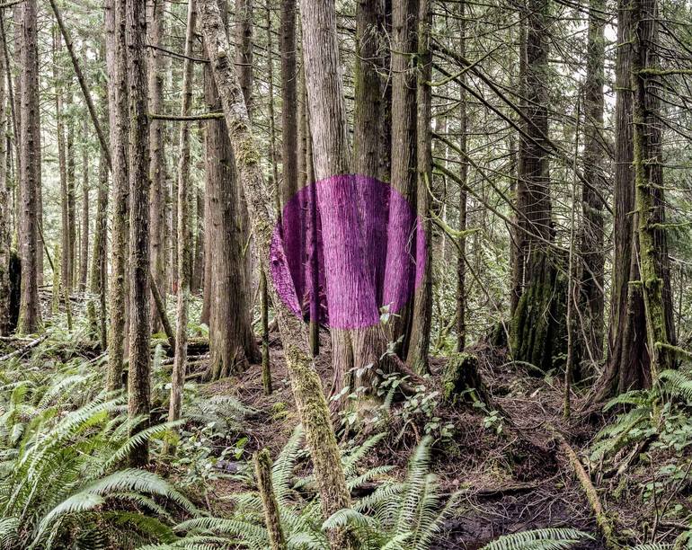 Magenta Tree Circle CMYK - Limited Edition 1 of 5 Photography by ilja ...