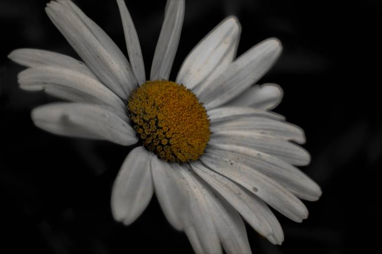 Heartfelt Photography by darren platt | Saatchi Art