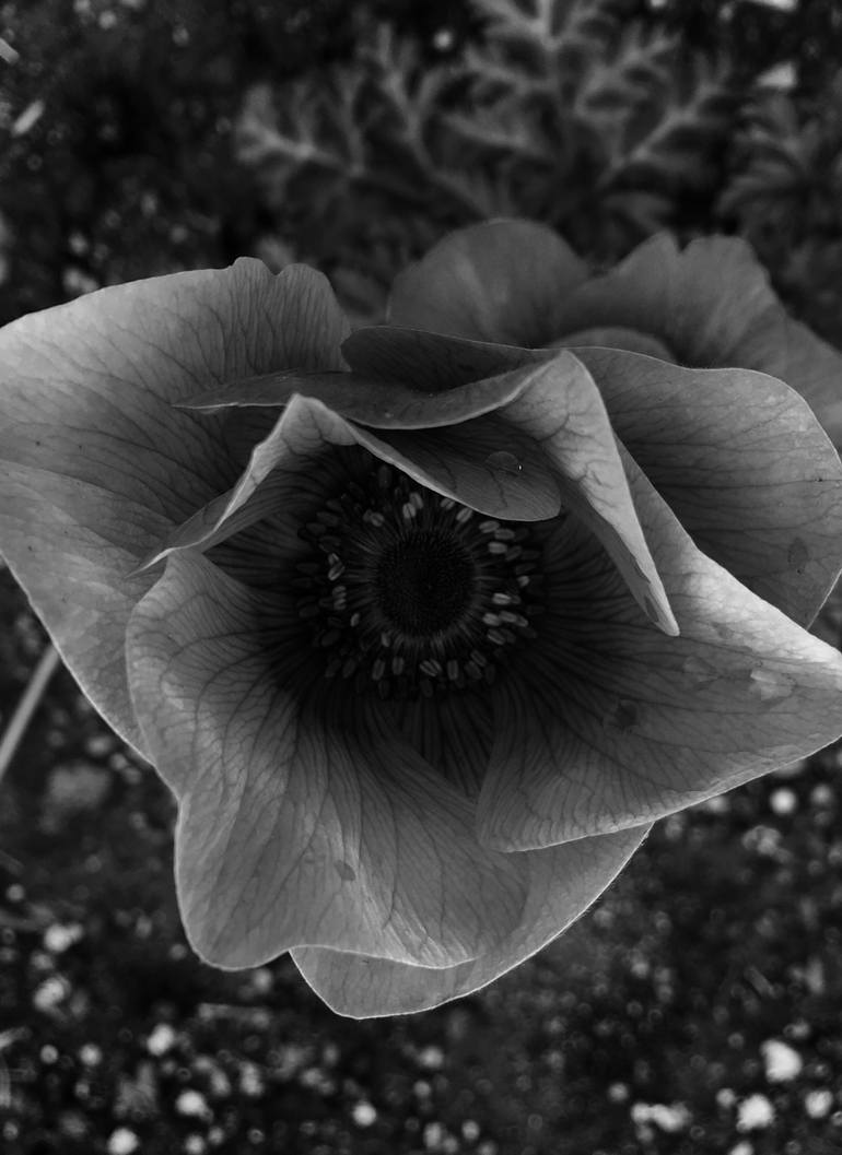 Untitled Photography by Virginia Conesa | Saatchi Art