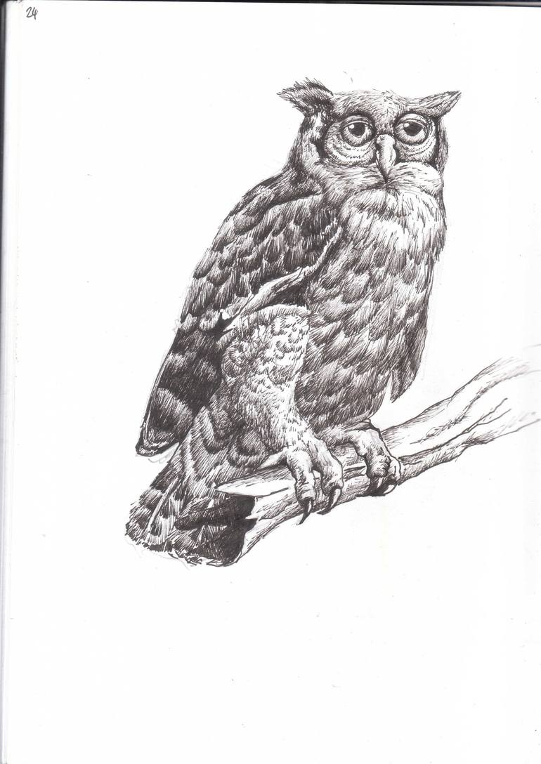 malay fish owl Drawing by Dominic Fonde | Saatchi Art