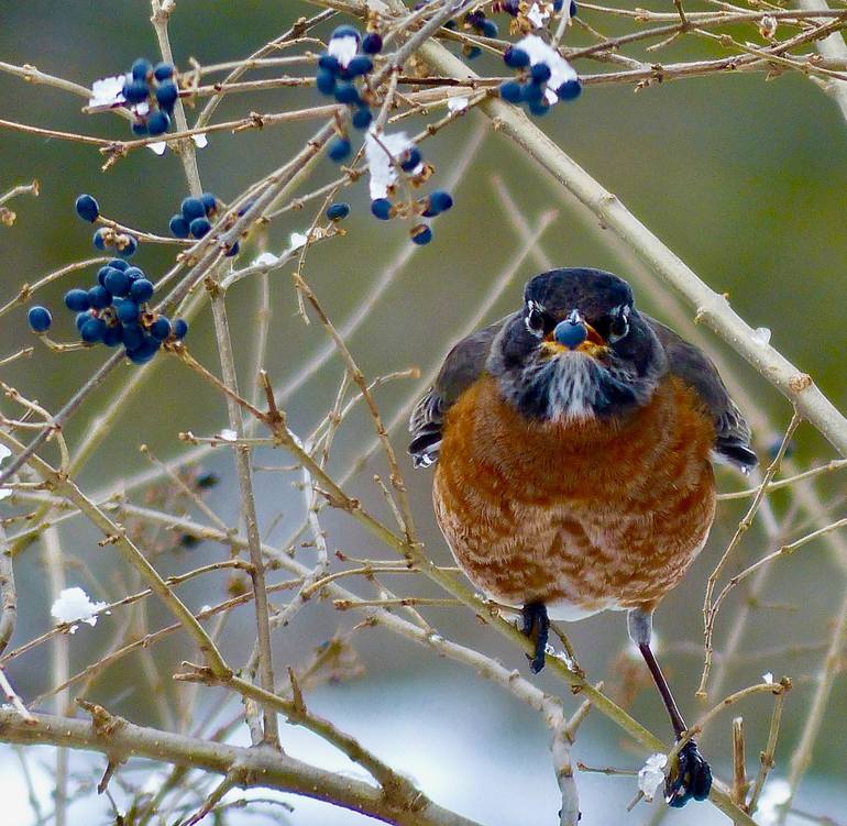 After the storm: Robin eating berry - Limited Edition 20 of 20 ...
