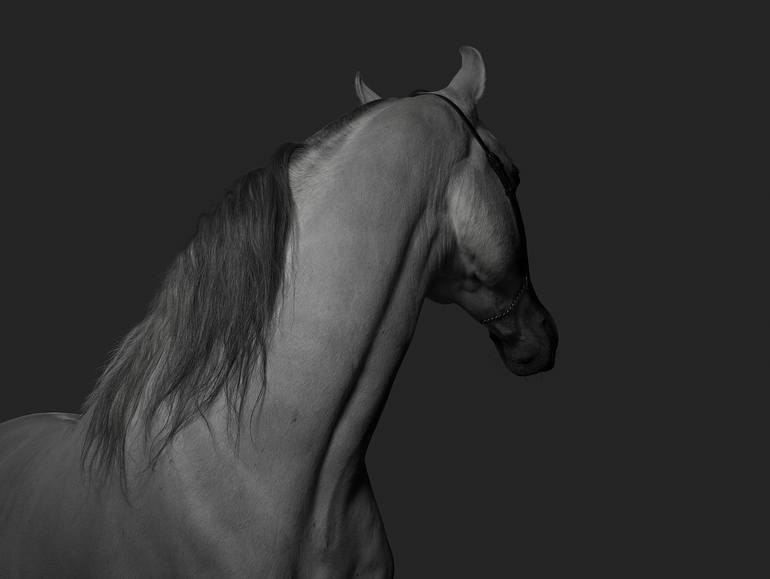 Horse 03 Photography by Igor Panitz | Saatchi Art