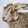 Brown hare hanging out Painting by Alison Brodie | Saatchi Art