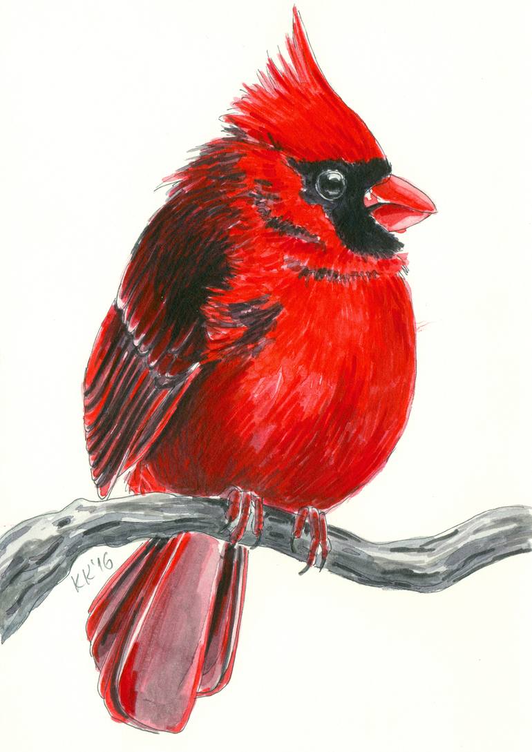Cardinal Bird Drawings