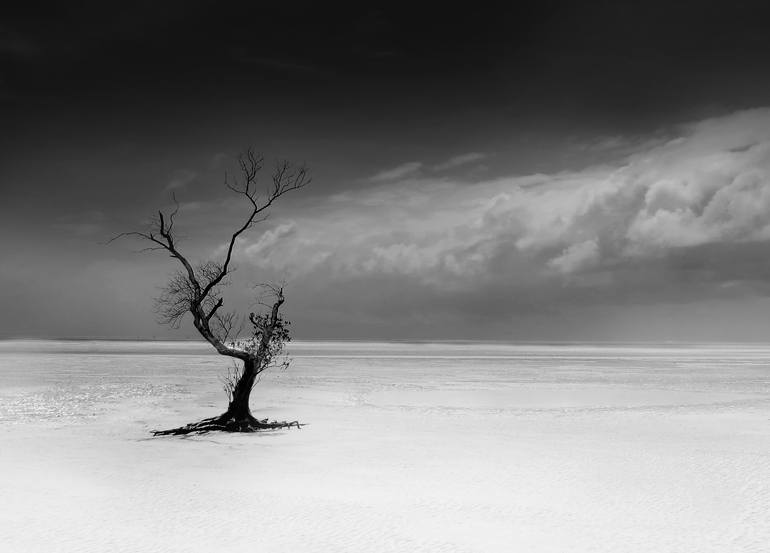 The Hanging Tree - Limited Edition 4 of 10 Photography by Kendal ...