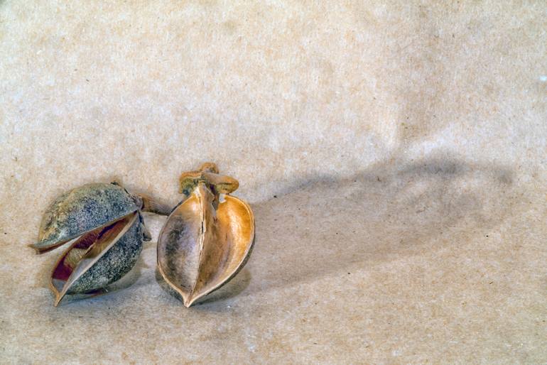 Seed Pods Photography by Andrew Wohl | Saatchi Art