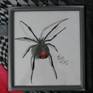 Australian Red Back spider Art on Paper Drawing by Dr Mubarak Muhammad ...
