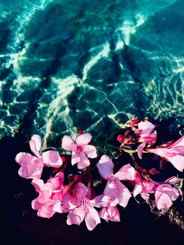 Light Pink Flowers In A Stream Photography by Ekaterina Sokol | Saatchi Art
