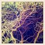 Varicose Photography by Kay S Lawrence | Saatchi Art