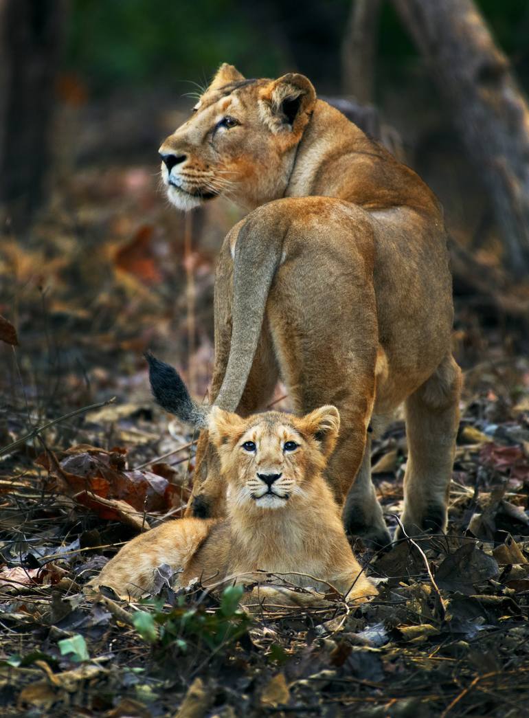 Mother and Cub - Limited Edition of 10 Photography by Bhavya Joshi ...