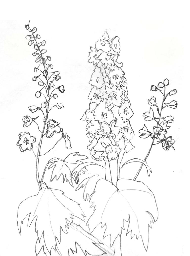 Delphiniums Drawing by Jill Jeannides | Saatchi Art