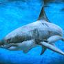 Deep Blue (Great White 2) Drawing by Thomas Ciccone | Saatchi Art