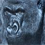 Depth of Character (Gorilla) Drawing by Thomas Ciccone | Saatchi Art