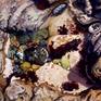 Lindisfarne Rock Pool Series - Set of 10 Paintings Painting by Anna ...