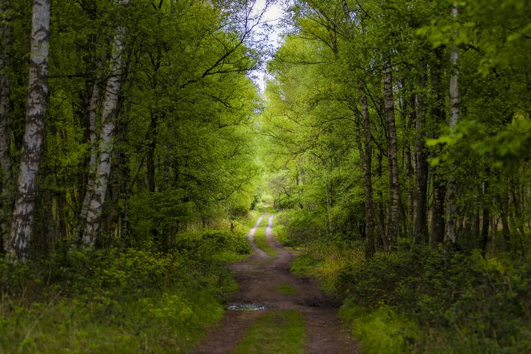 Forest I - Limited Edition 1 of 5 Photography by Ansgar Hiller ...