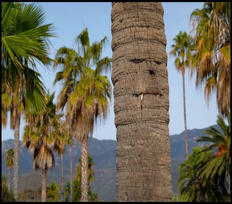Smoking Palm Tree Photography by Algis Kemezys | Saatchi Art
