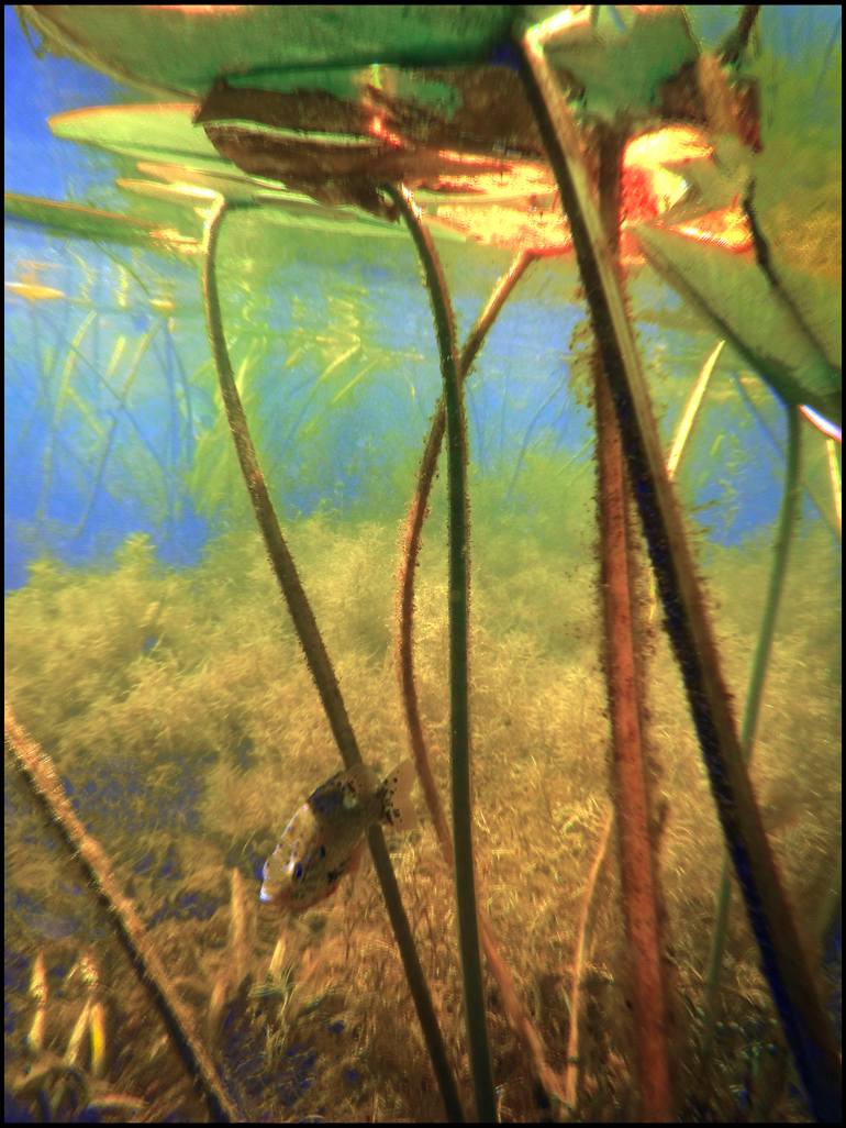 Monet's little sunfish in Giverny - Limited Edition 1 of 10 Mixed Media ...