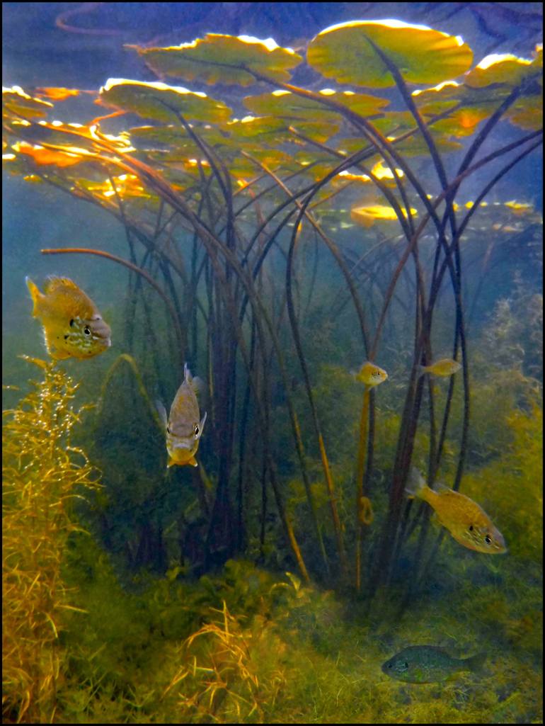 Camille Pissarro paints Monet's fish in the lily pond, Giverny ...