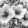 3 arched hibiscus flowers Photography by Ruth Weinstock | Saatchi Art