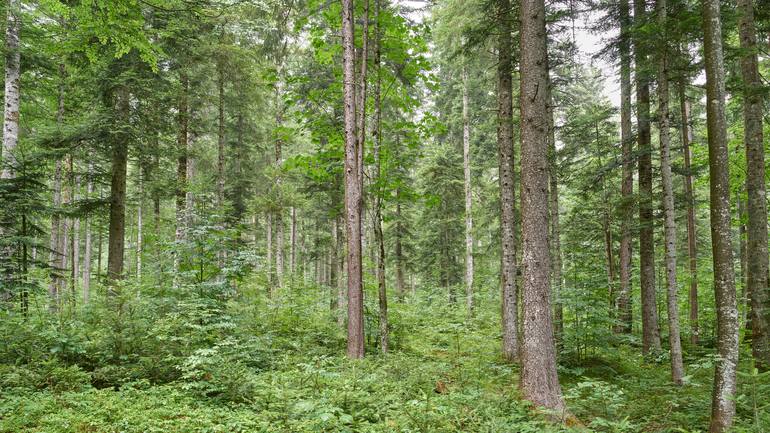 WALD - Limited Edition of 10 Photography by Jin-Woo Prensena | Saatchi Art